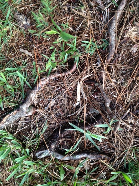 Clearing the Path of Stumbling Blocks - Half-full and Overflowing ...